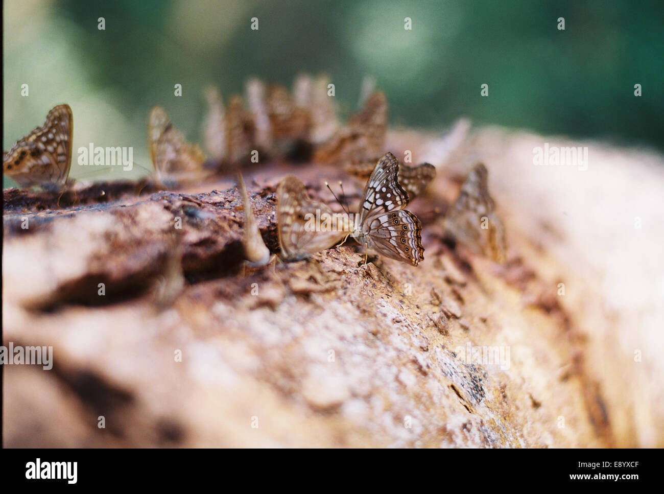 butterflies on a dead tree Stock Photo - Alamy