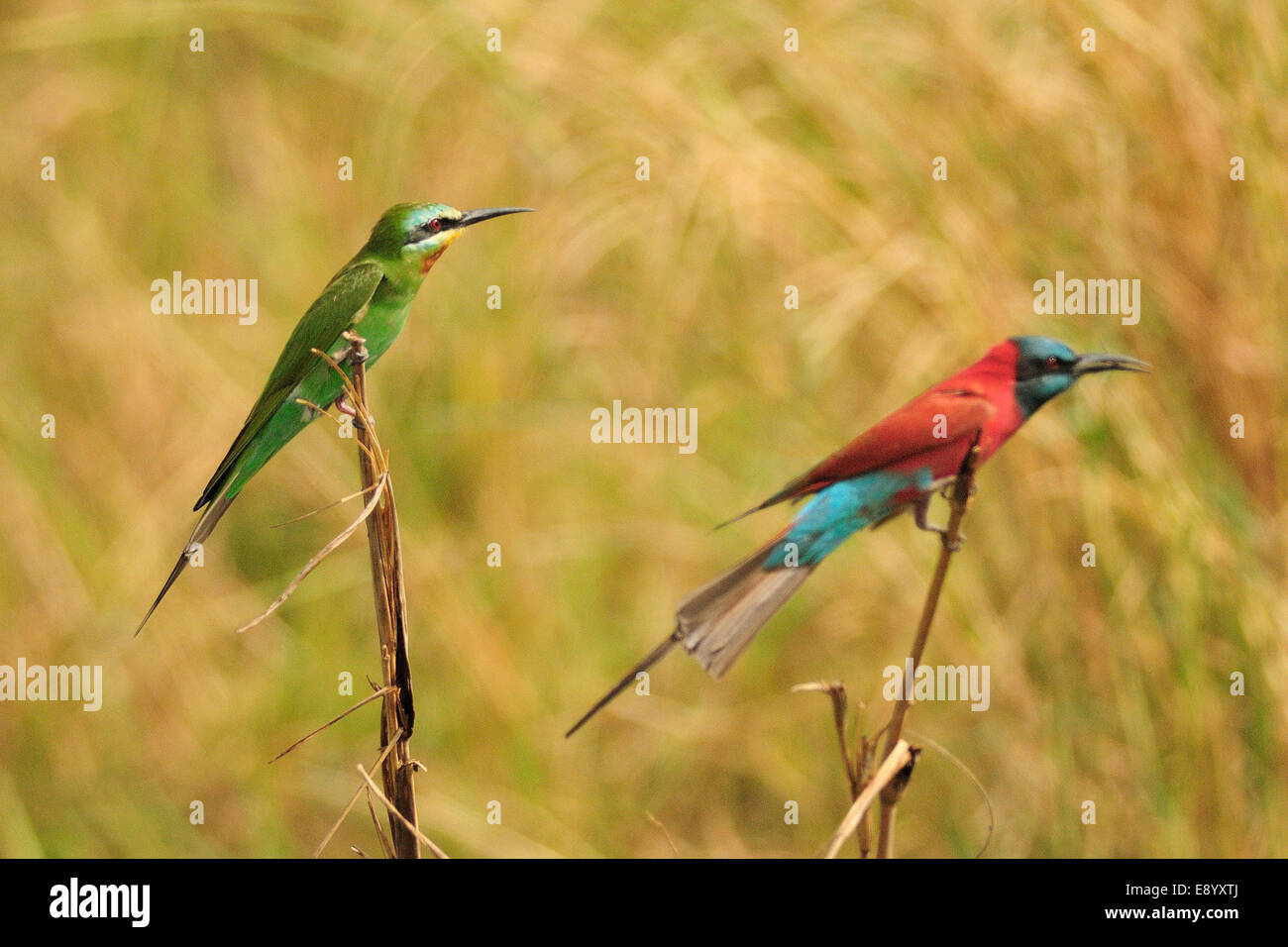 Swallow-tailed Bee-eater, Merops hirundineus, Merops nubicus, Meropidae ...