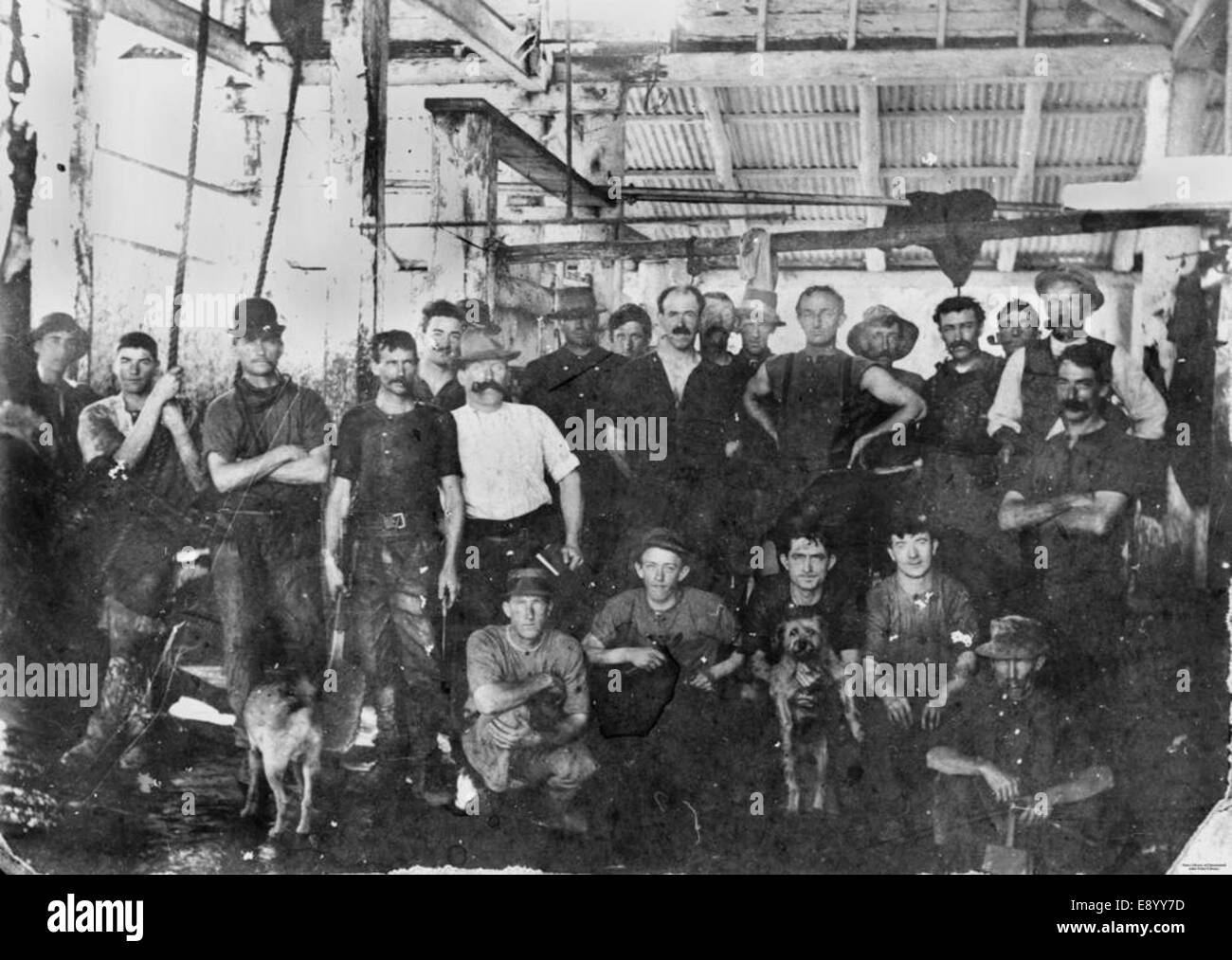 This photograph shows workers at Rosewarne’s Meatworks in Brisbane ...
