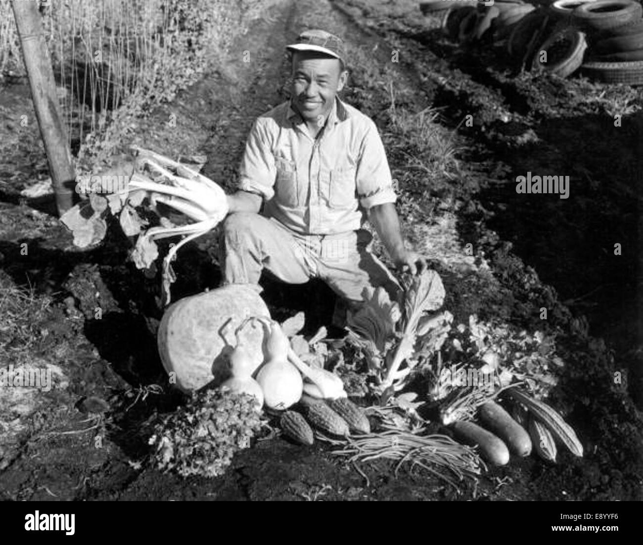 1950s historical farming farmer hi-res stock photography and images - Alamy