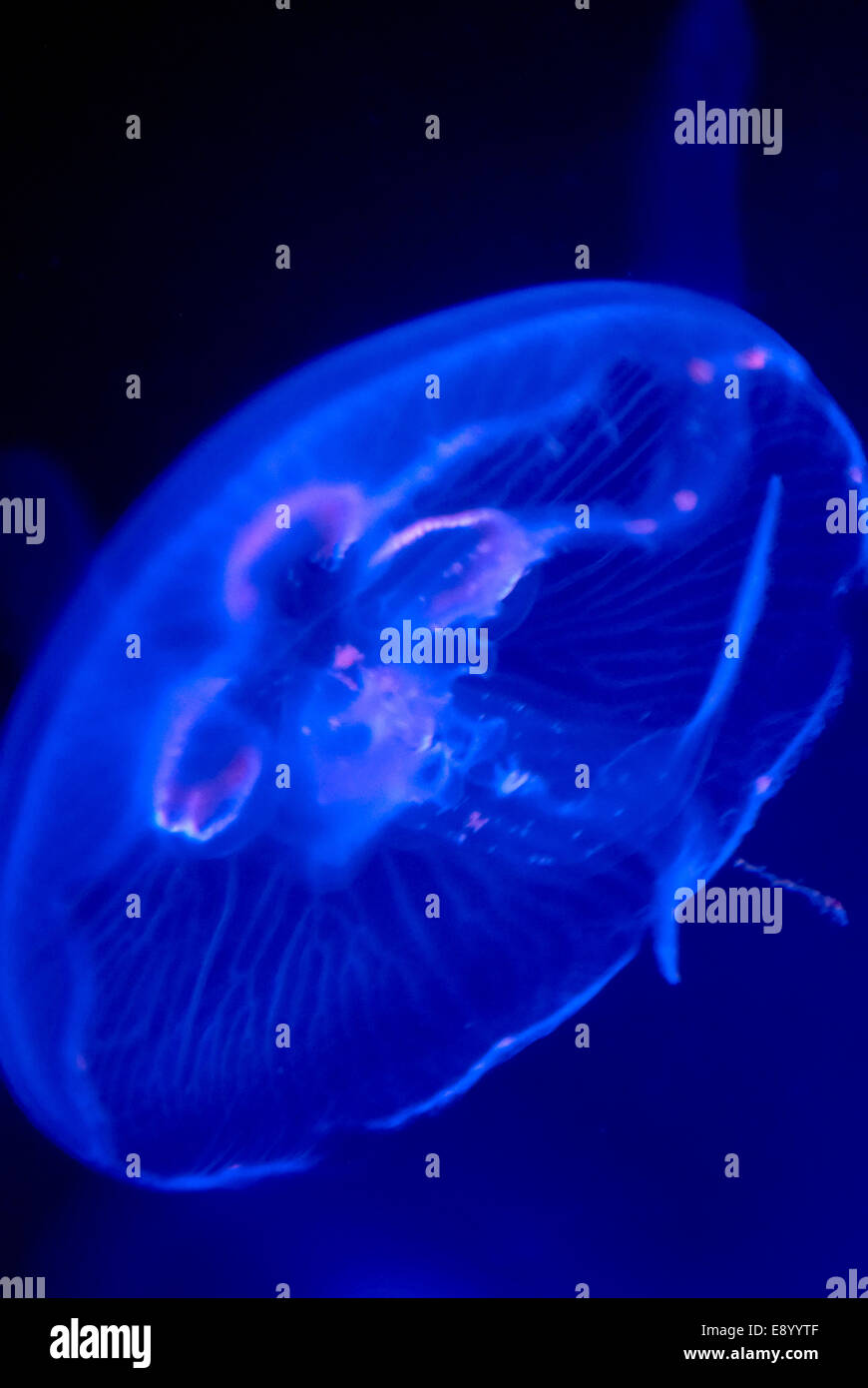 Jellyfish sealife centre hi-res stock photography and images - Alamy