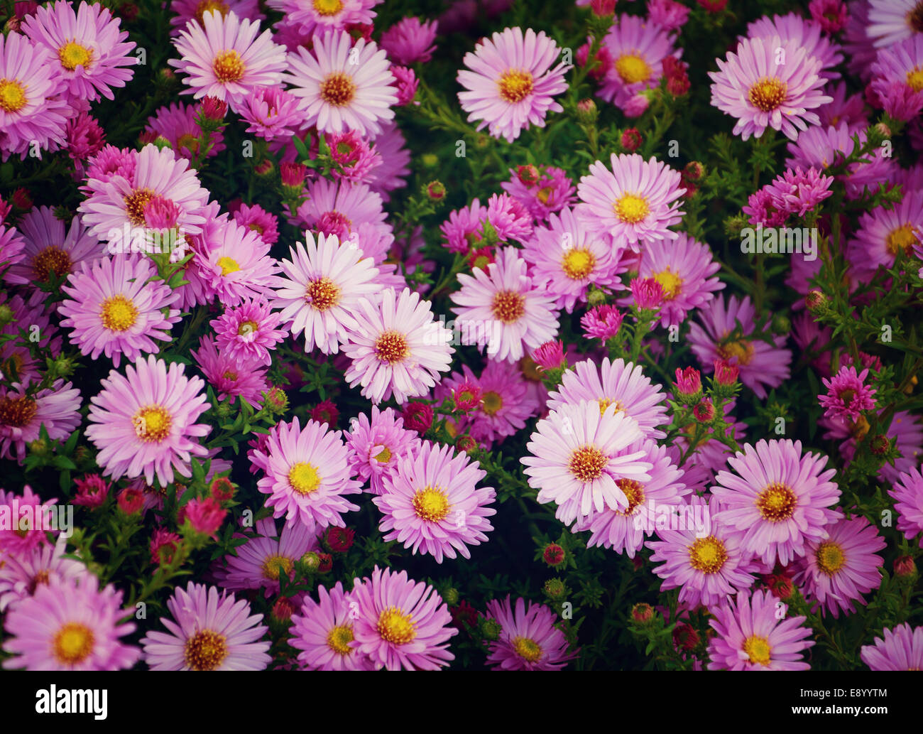 Small garden Astra flowers. Group of Alpine asters (Aster Alpinus Stock ...
