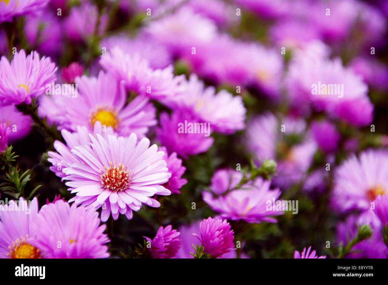 Astra purple hi-res stock photography and images - Alamy