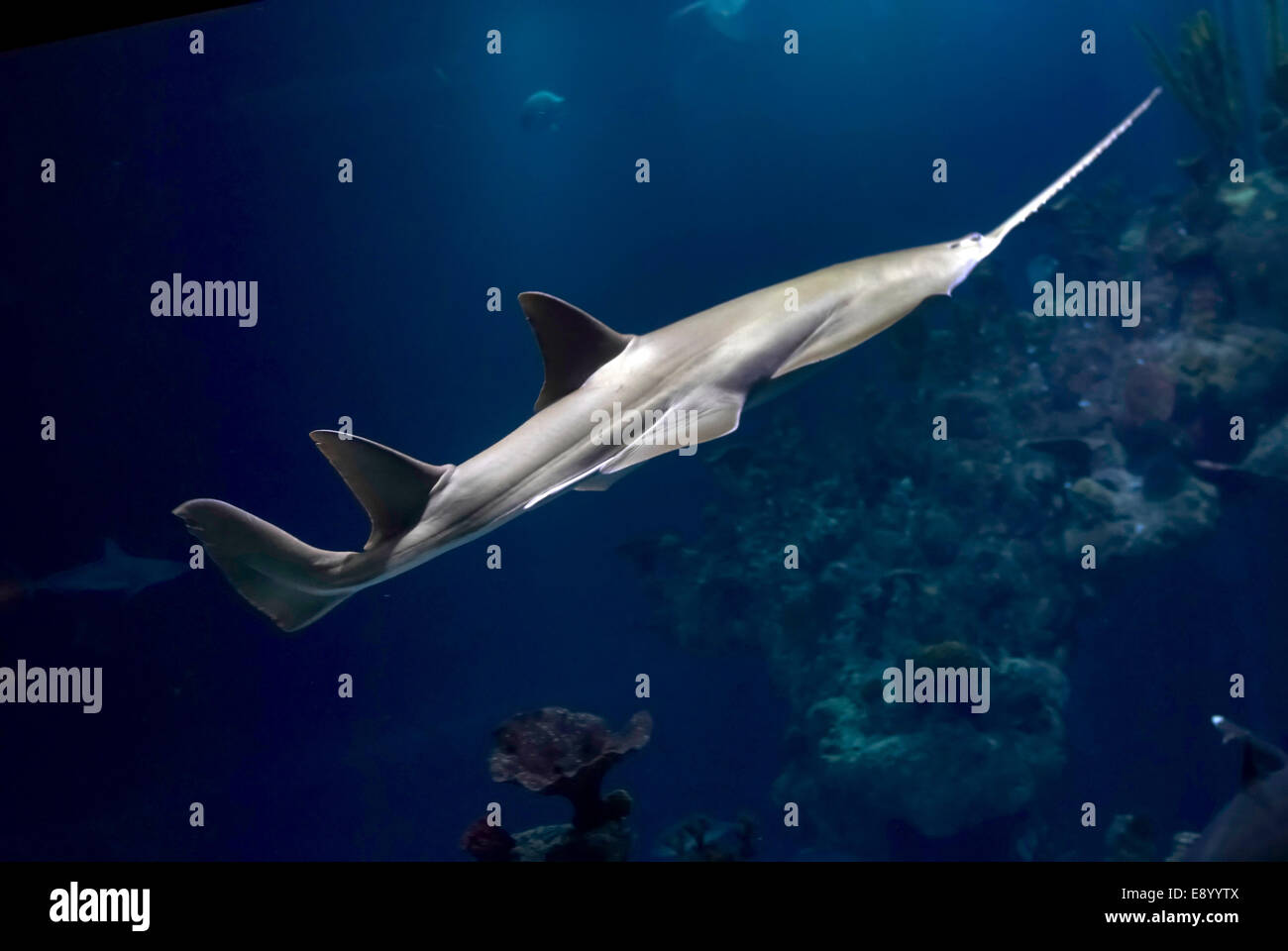 Sawfish hi-res stock photography and images - Alamy
