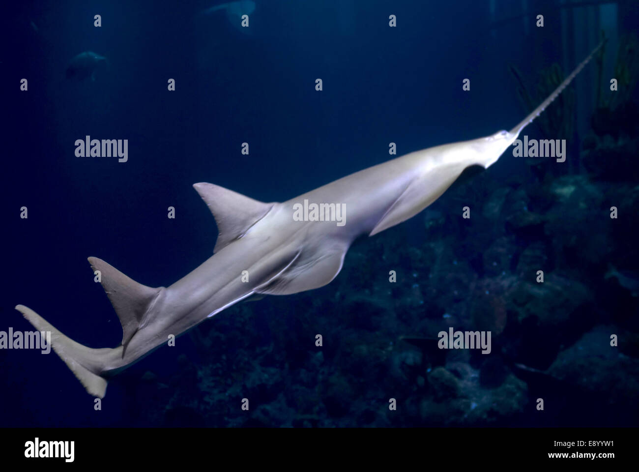 Sawfish hi-res stock photography and images - Alamy