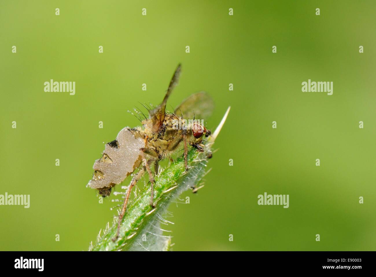 Entomophthora fly hi-res stock photography and images - Alamy