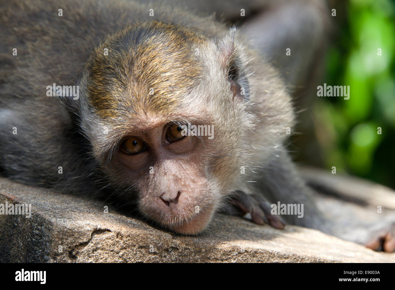 Close-up grey monkey Pura Luhur Temple Ulu Watu Bali Indonesia Stock ...