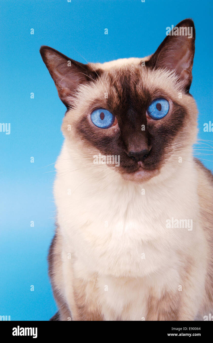 Blue Point Balinese Cat