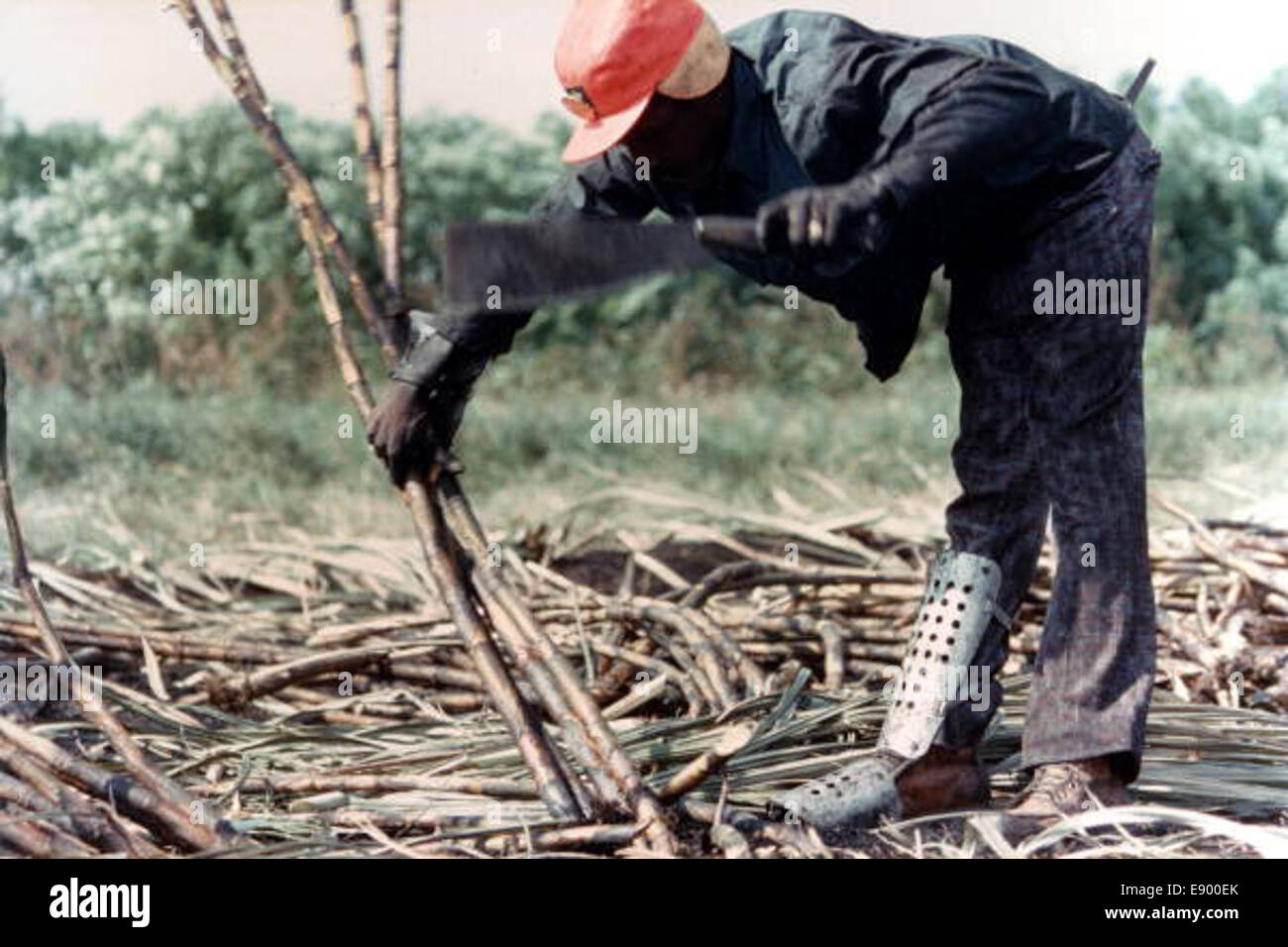 This image shows a sugar cane cutter, likely in operation during a ...