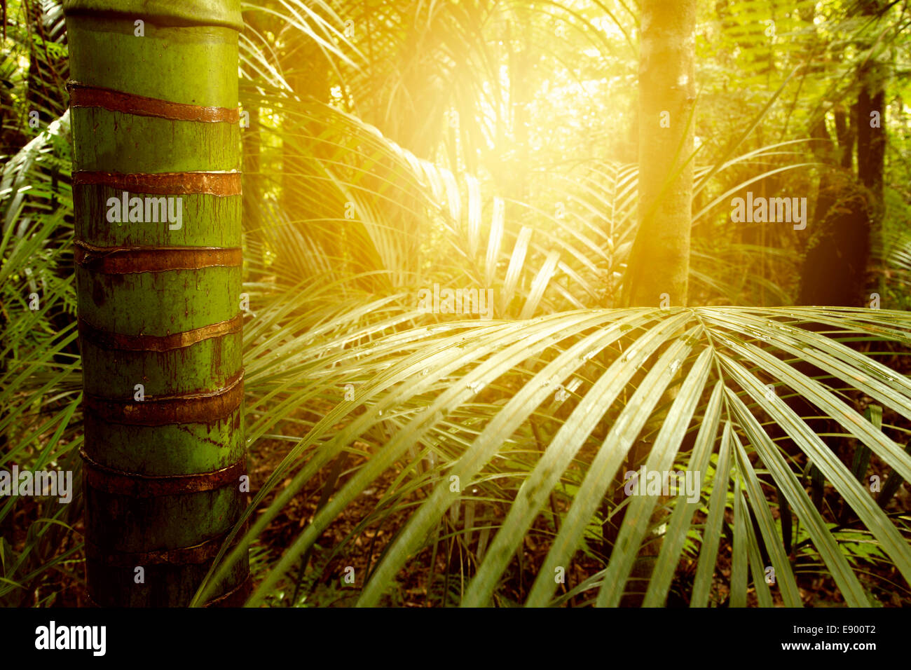 Jungle jungles hi-res stock photography and images - Alamy