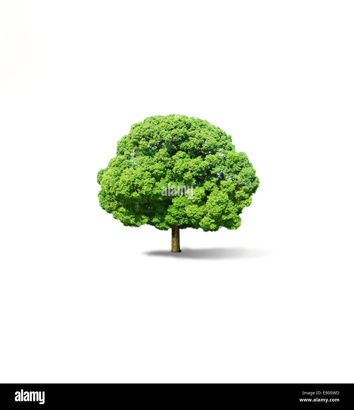 Isolated Green Tree Stock Photo - Alamy