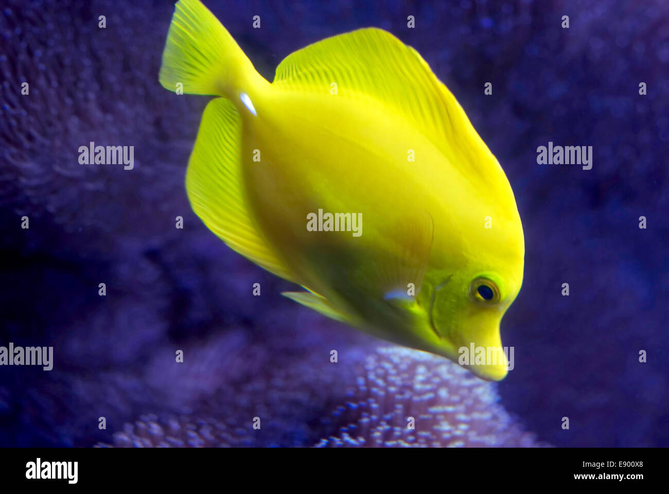 Yellow tang tropical fish swimming hi-res stock photography and images ...