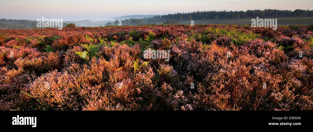 Misty morning sunrise; Ibsley Common, New Forest National Park ...