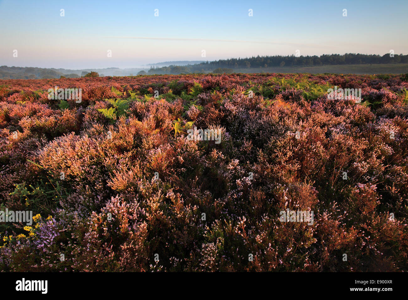 Misty morning sunrise; Ibsley Common, New Forest National Park ...