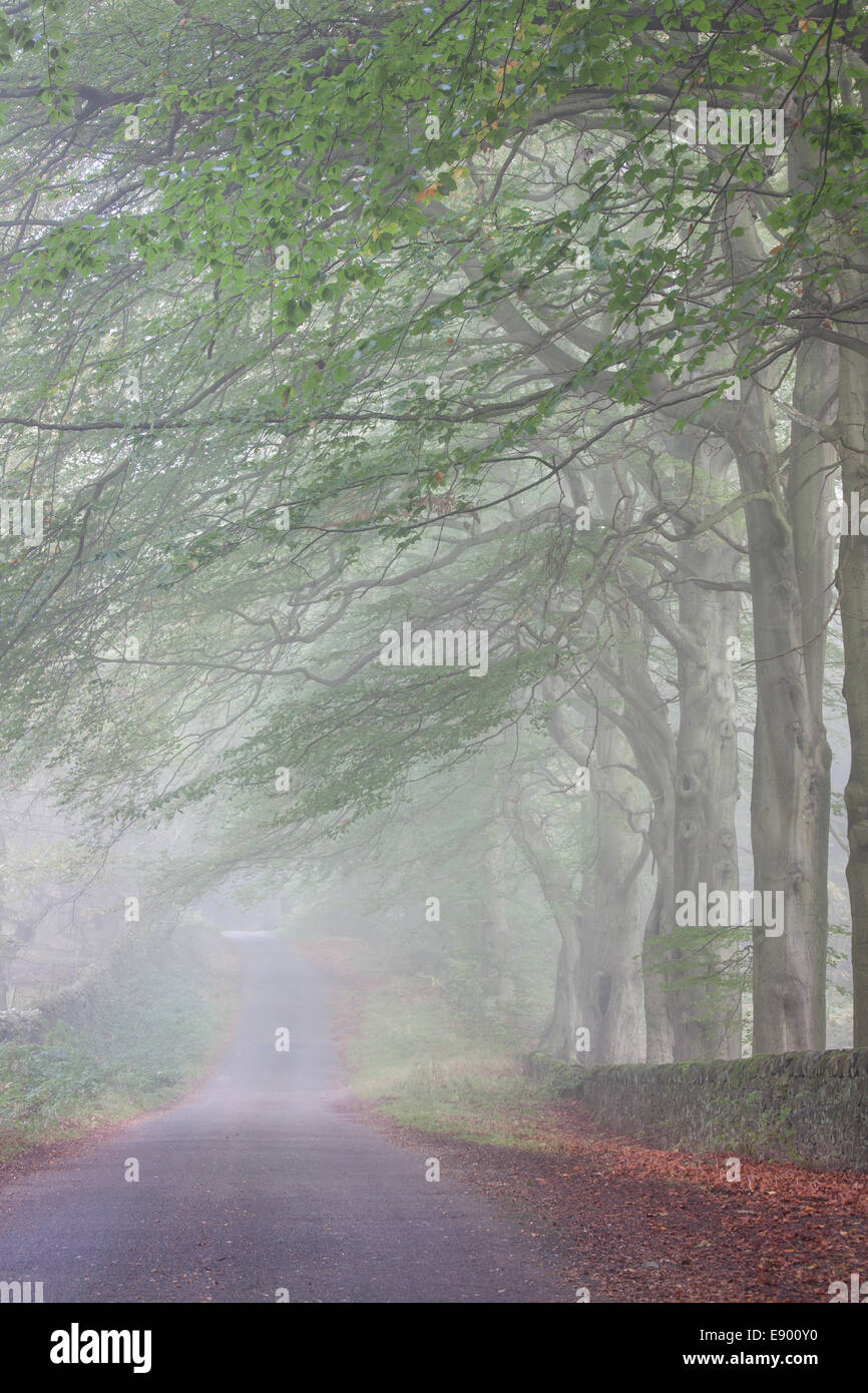 Country lane in mist Stock Photo - Alamy