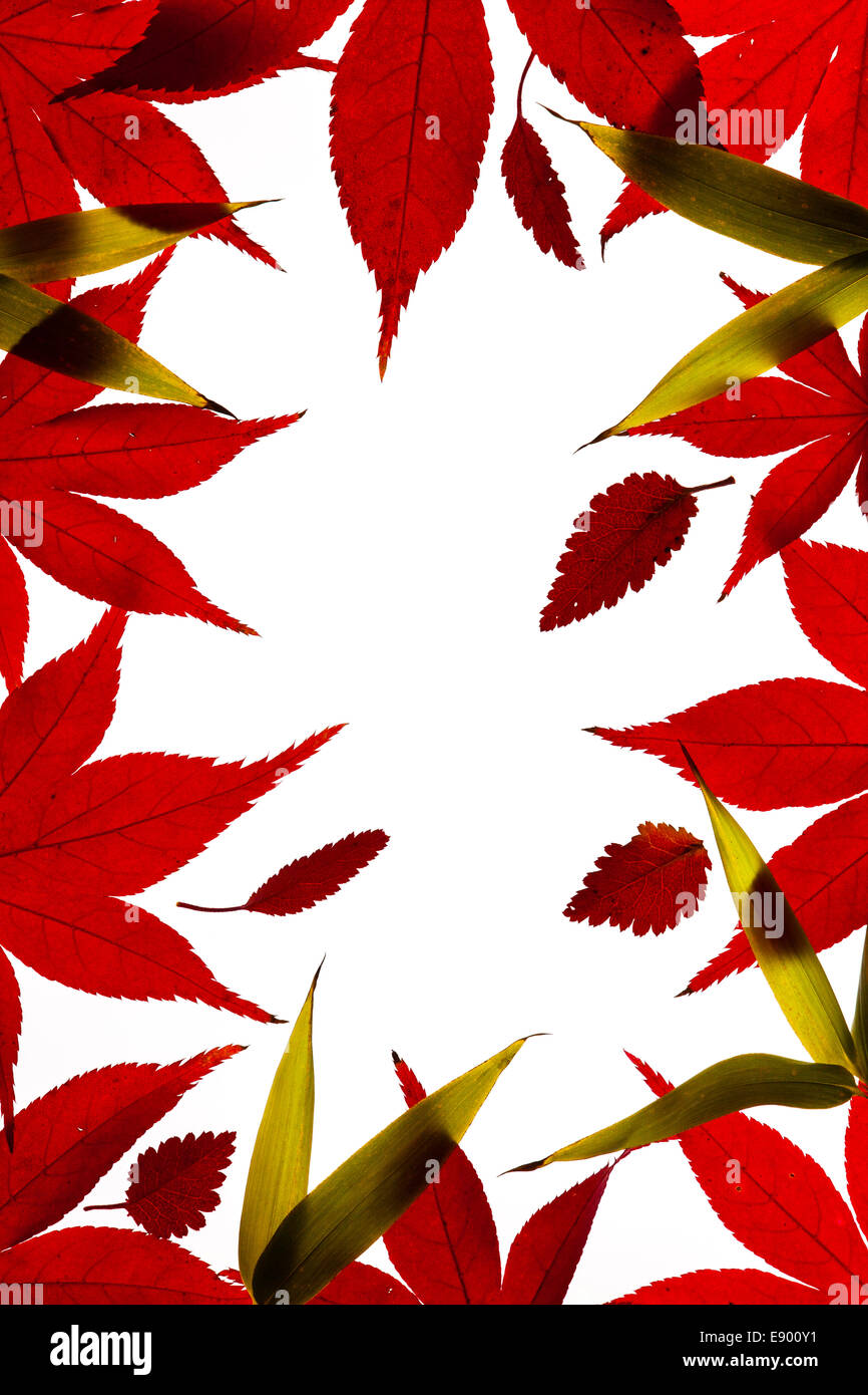 Abstract autumn composition frame hi-res stock photography and images ...