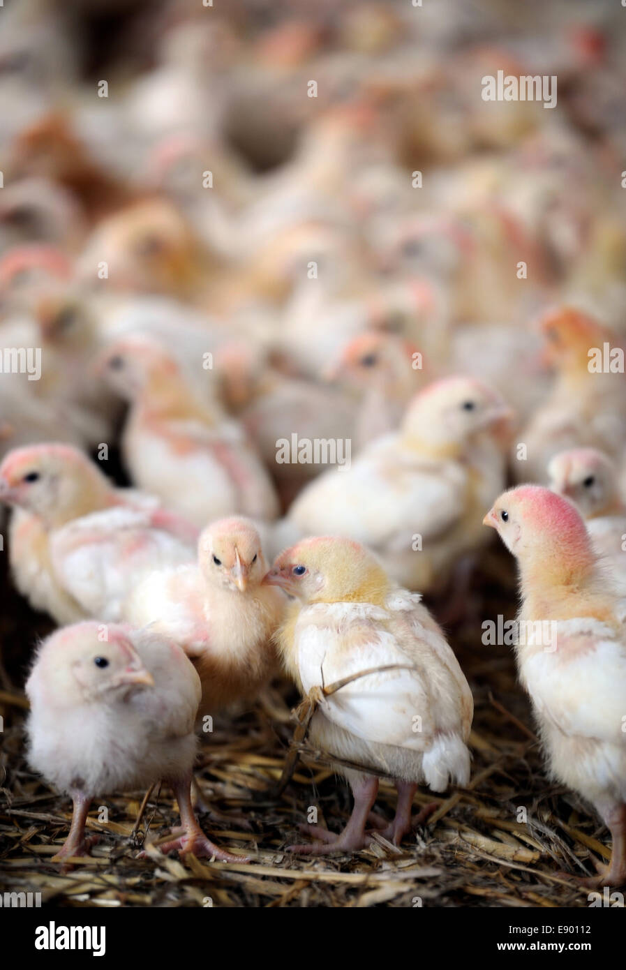 Large Scale Chicken Farming High Resolution Stock Photography and ...