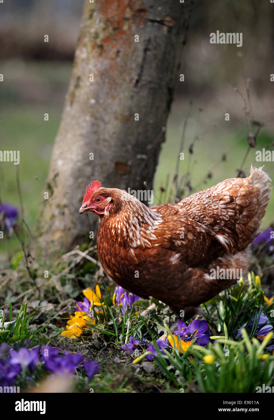 Chicken uk orchard hi-res stock photography and images - Alamy