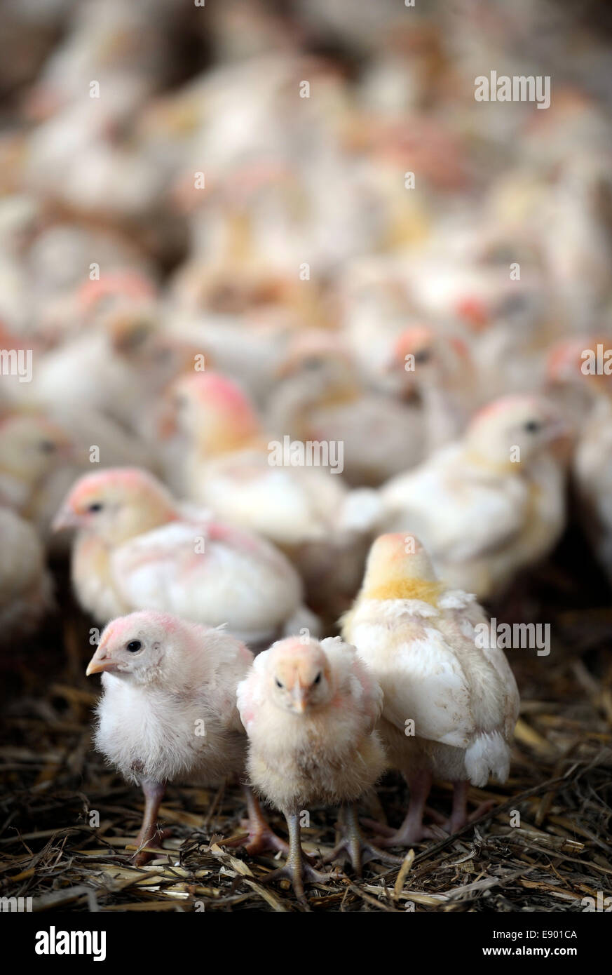 Poultry farm uk hi-res stock photography and images - Alamy