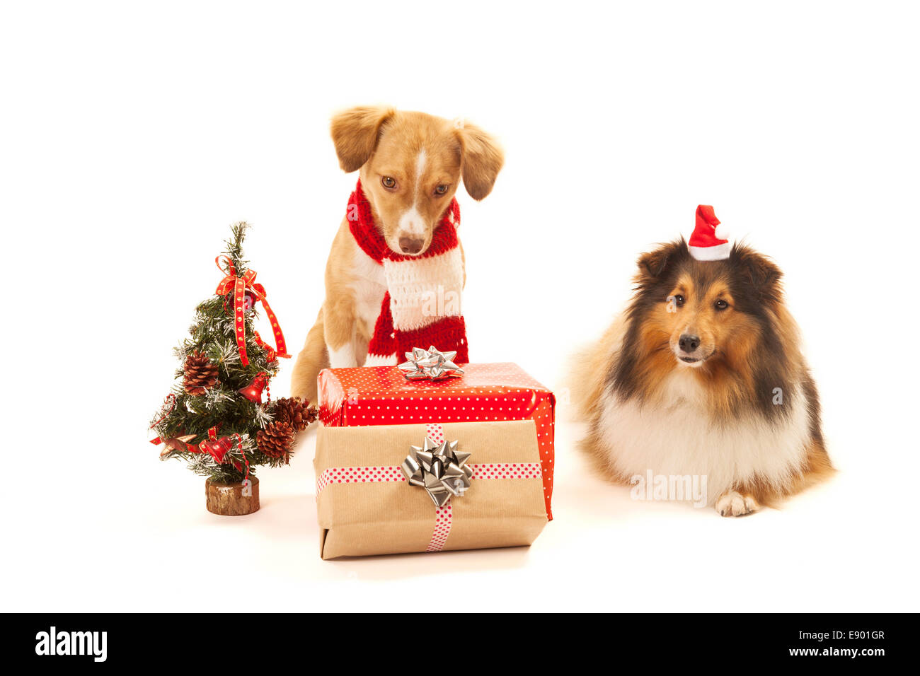 Traditional christmas tree and dog hi-res stock photography and images ...