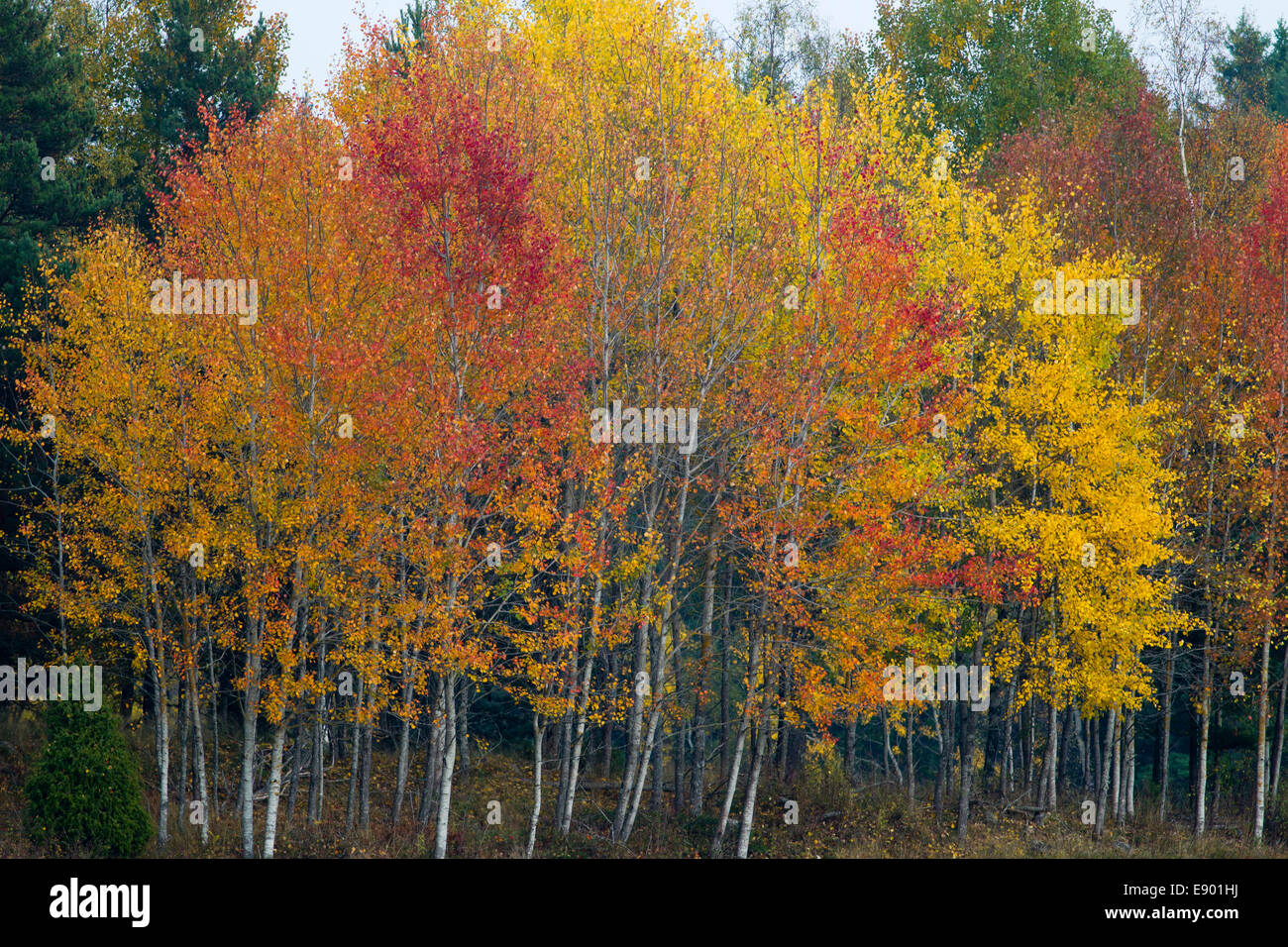 Beautiful colorful leaves on a tree Stock Photo - Alamy