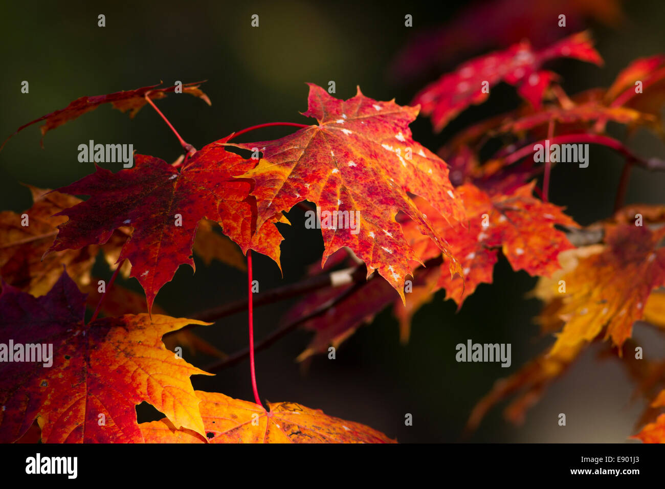 Beautiful colorful leaves hi-res stock photography and images - Alamy