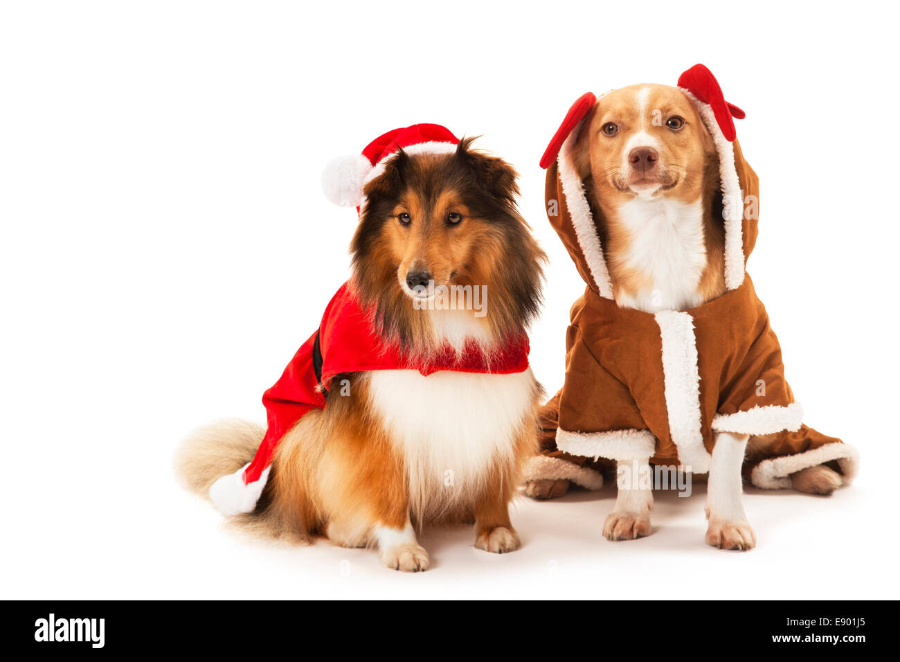 Cute two dogs wearing santa costume over white background Stock Photo ...