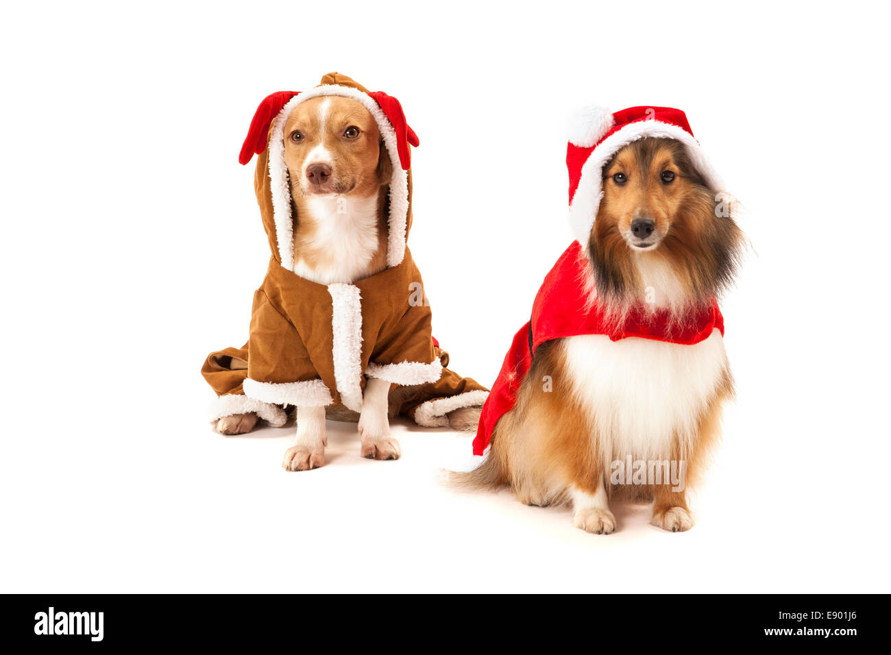 Portrait of two dogs wearing santa costume over white background Stock ...