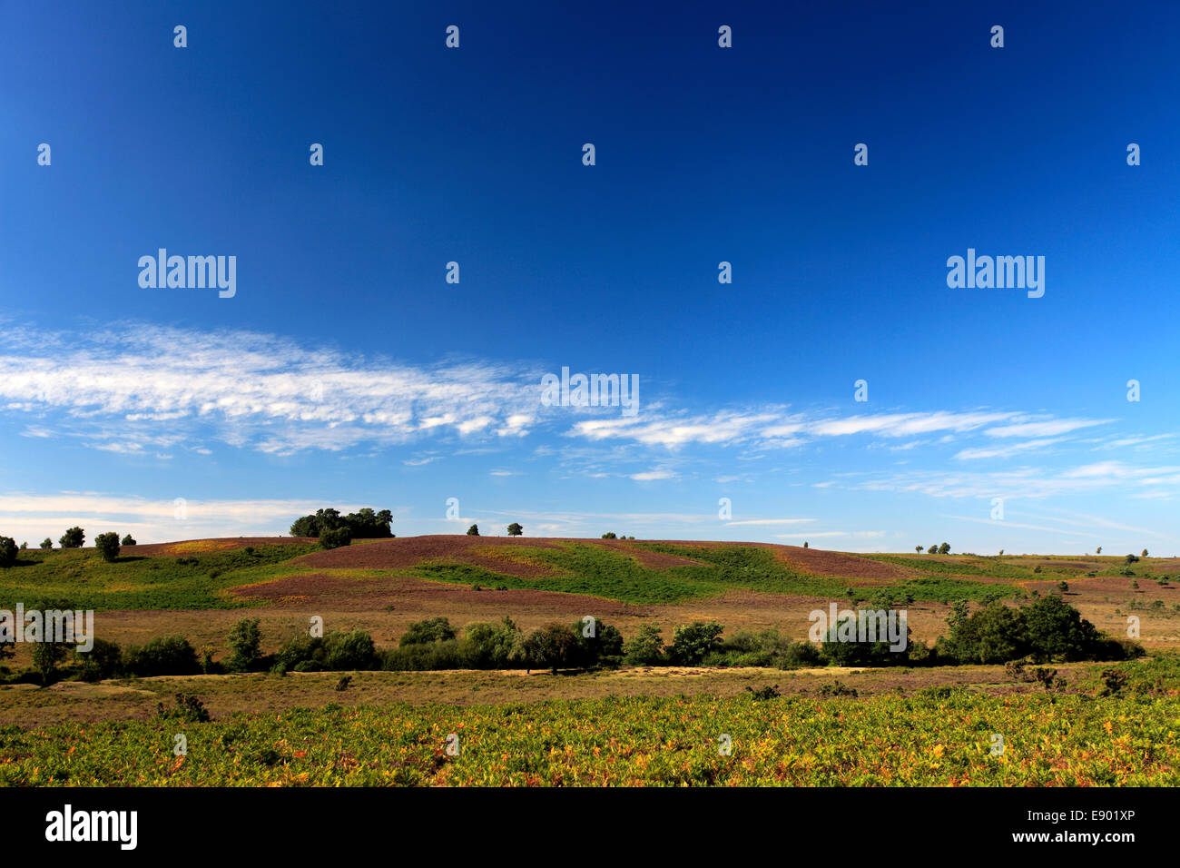 Misty morning sunrise; Ibsley Common, New Forest National Park ...