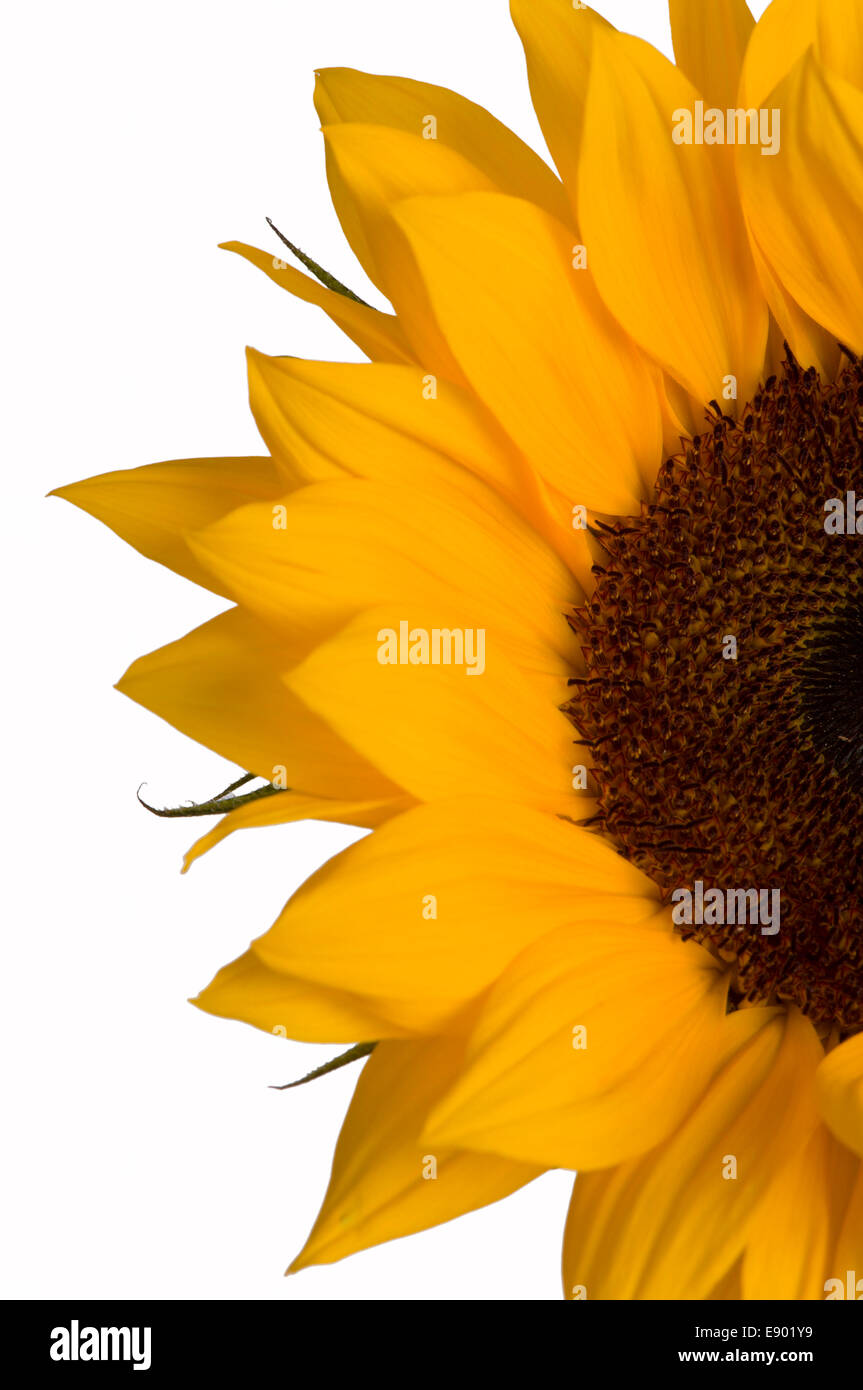 Sun flower bloom close up Stock Photo - Alamy