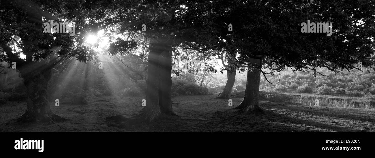 Misty morning sunrise; Woodland trees, White Moor, New Forest National ...