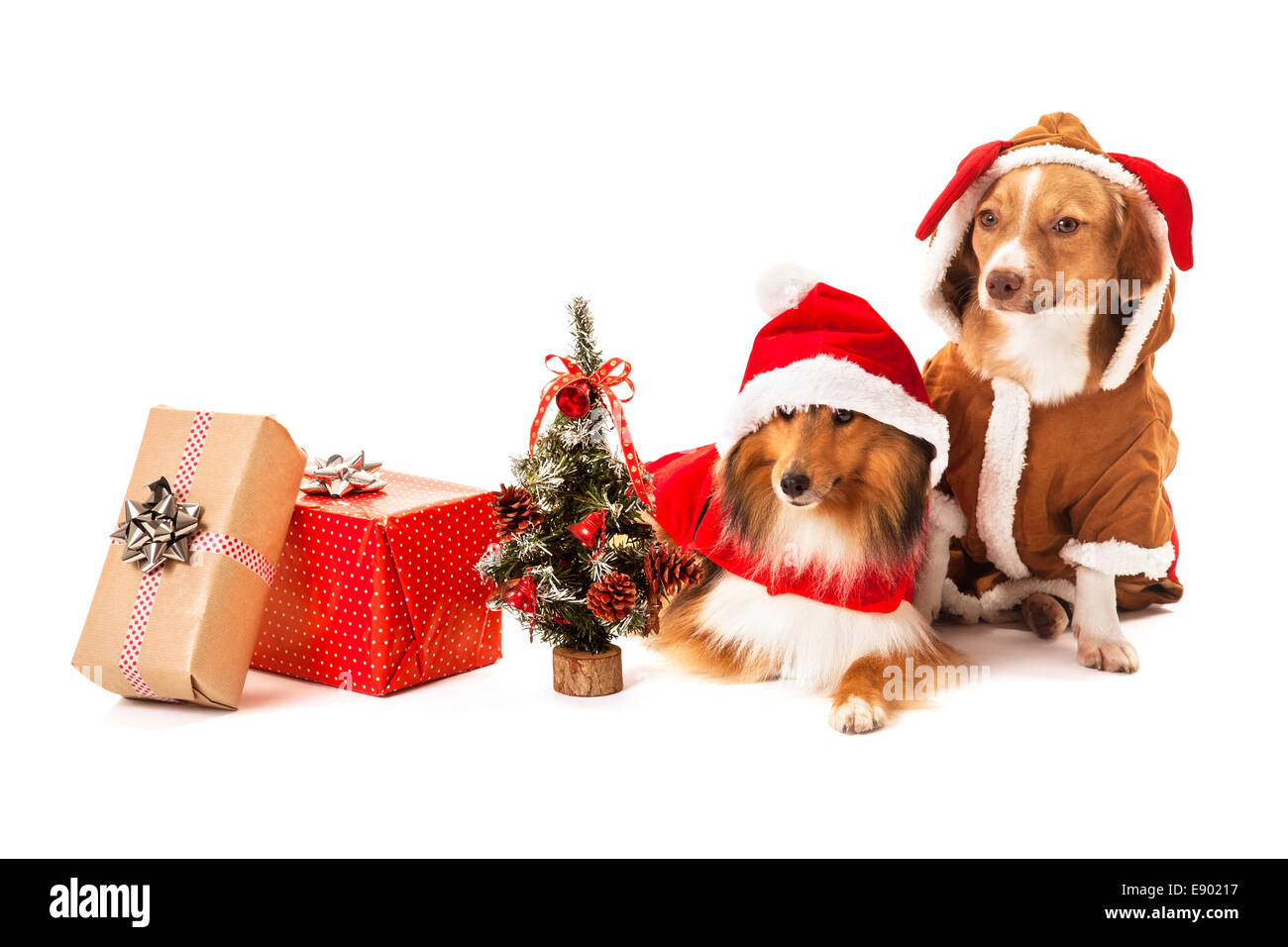 Miniature Collie High Resolution Stock Photography and Images - Alamy