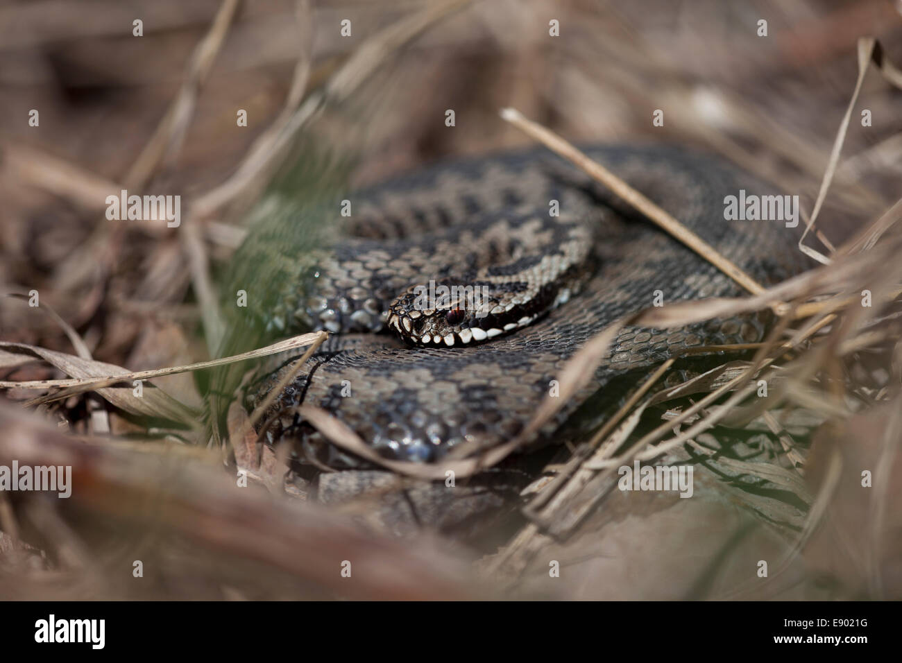 Swedish viper lying in the grass Stock Photo - Alamy