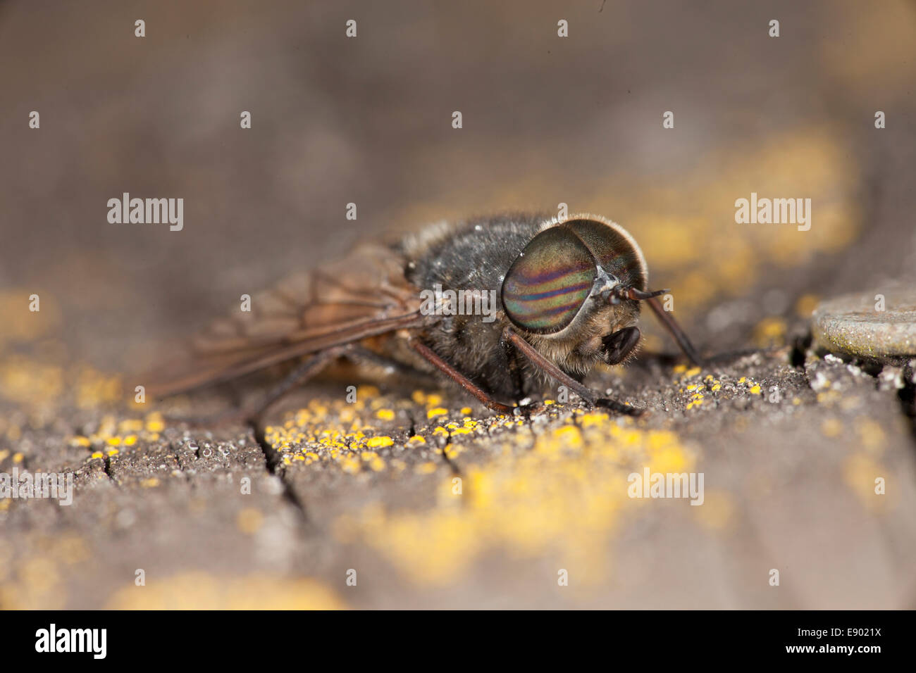Insect eyes up close hi-res stock photography and images - Alamy