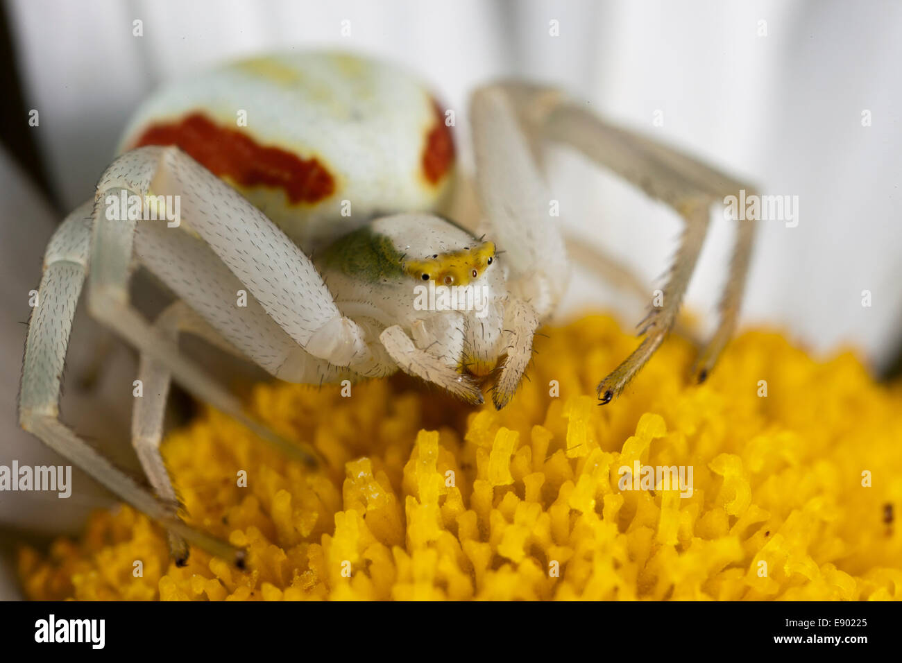 Close-up of a very colorful spider in red, white, yellow and green ...