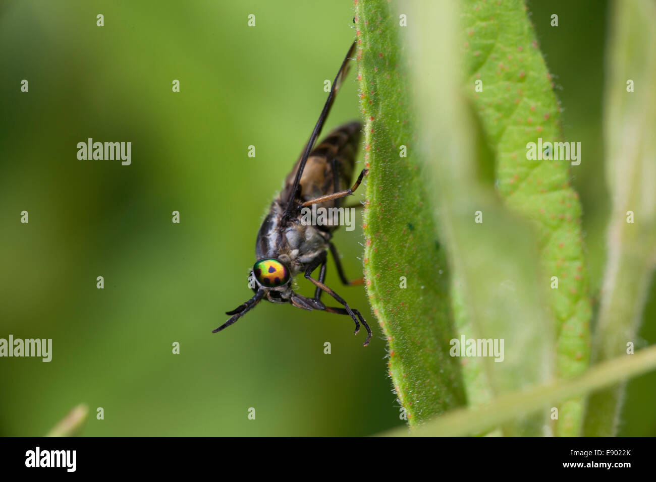 Close-up of a fly with colorful eyes Stock Photo - Alamy