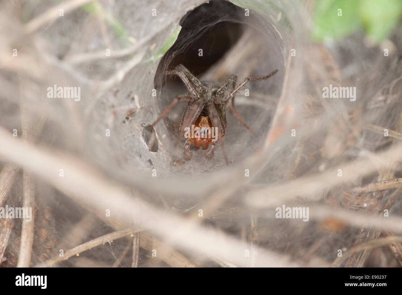Spider nest hi-res stock photography and images - Alamy