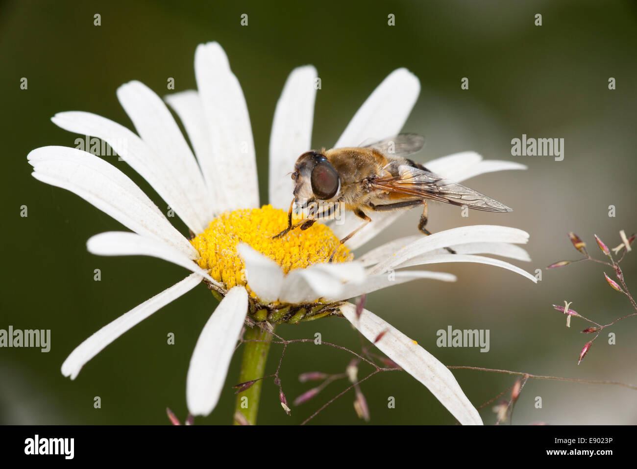 Close-up of a flower with a fly sitting Stock Photo - Alamy