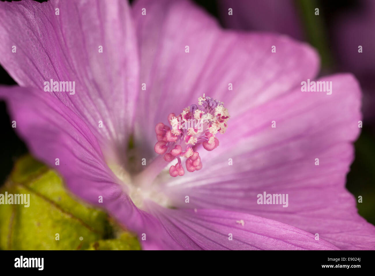 Most beautiful flower hi-res stock photography and images - Alamy