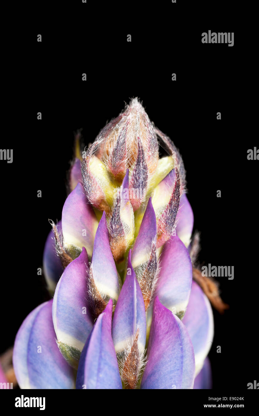 Beautiful flower in closeup Stock Photo - Alamy