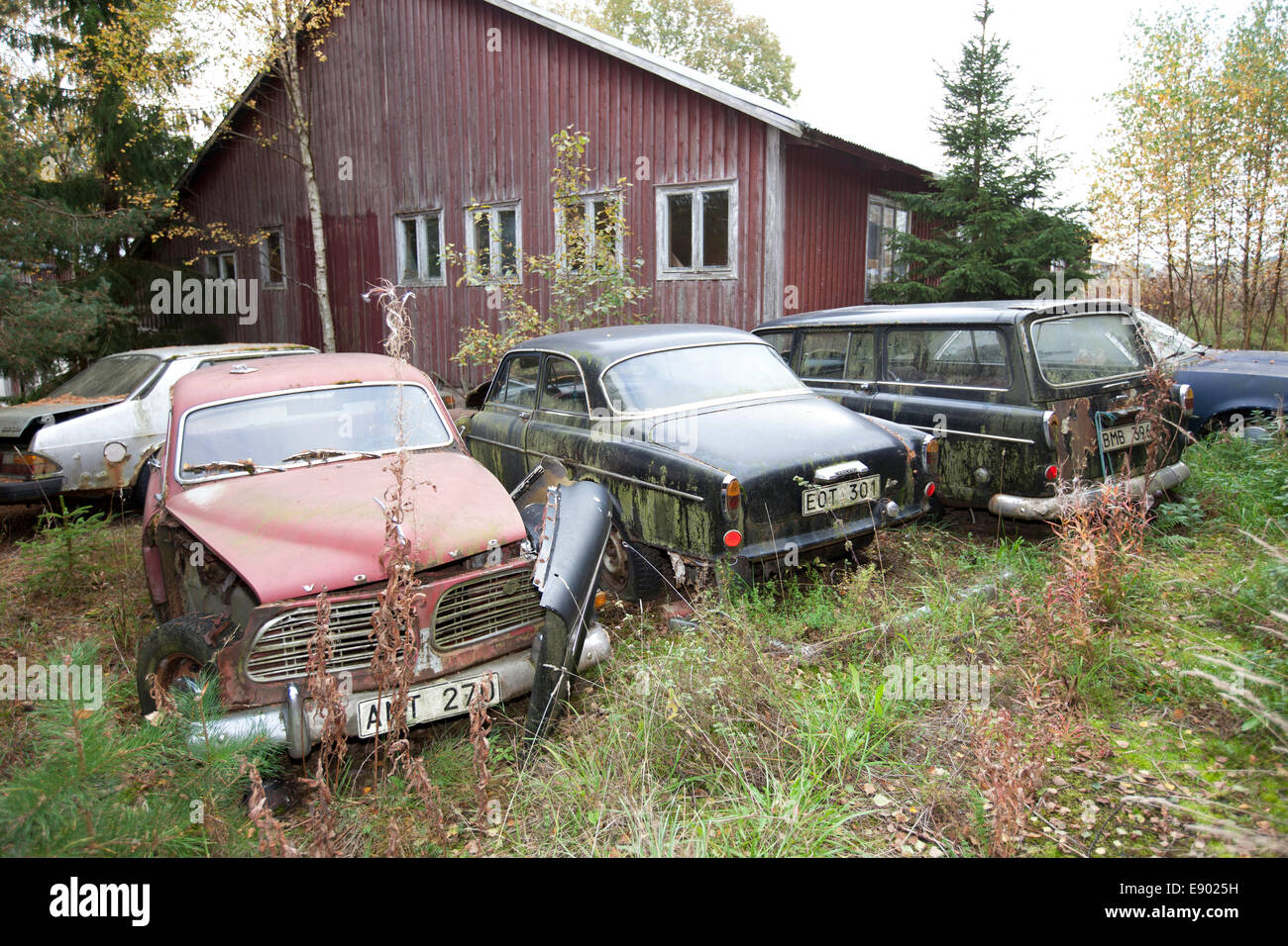 Old cars that are rusting in a forest among old houses Stock Photo - Alamy