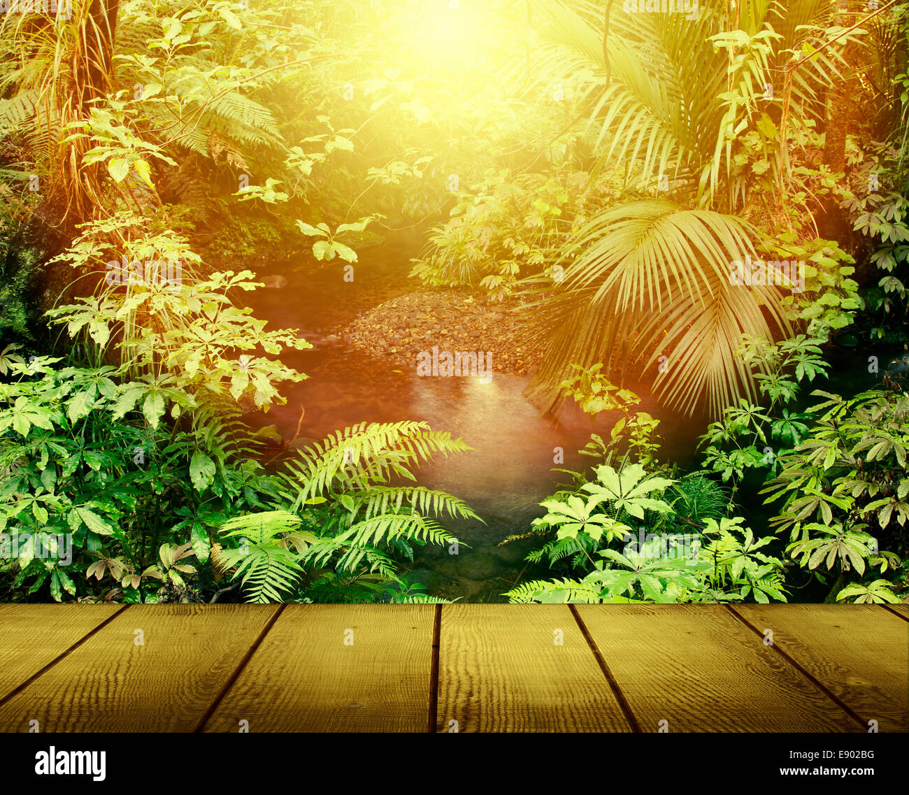 Jungle sunlight hi-res stock photography and images - Alamy