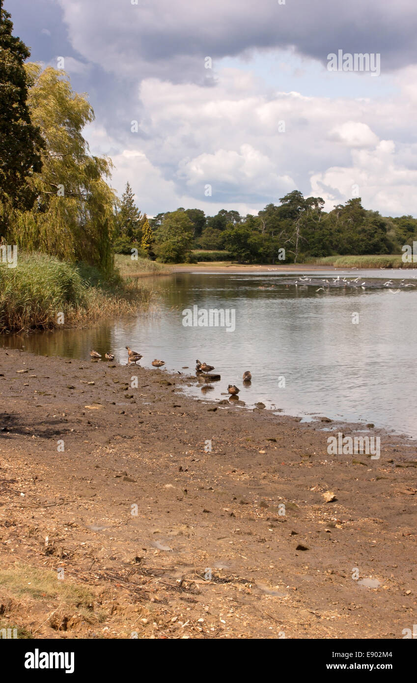 A view of the lake at Beaulieu in the New Forest Stock Photo - Alamy