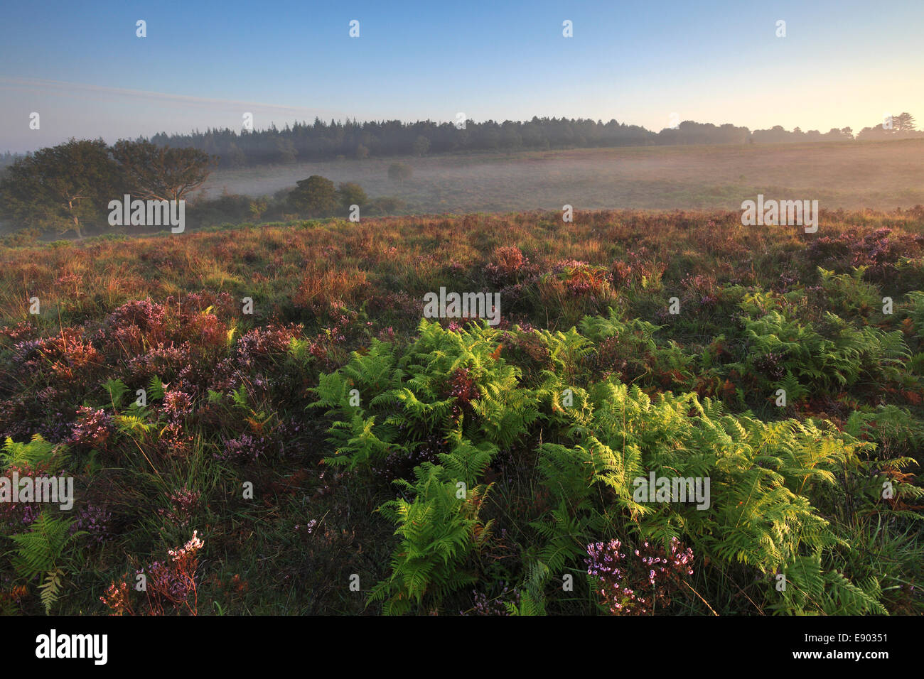 Misty morning sunrise; Ibsley Common, New Forest National Park ...