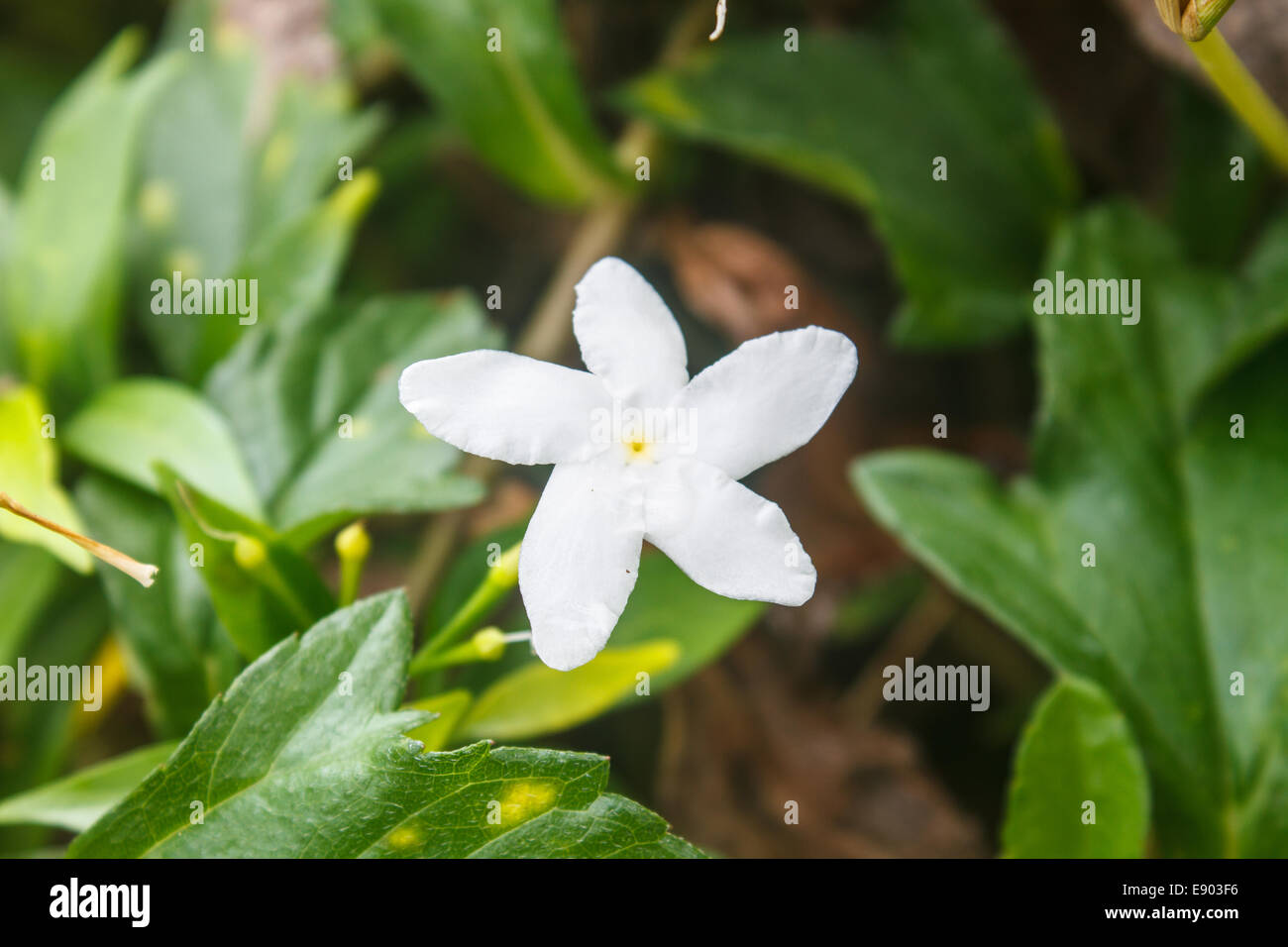 White Sampaguita Jasmine or Arabian Jasmine in garden Stock Photo - Alamy