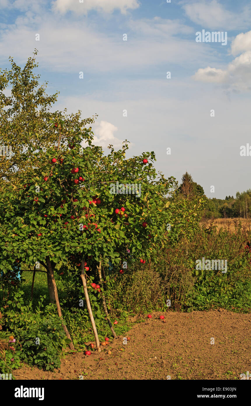 Village garden.Apple tree Stock Photo - Alamy