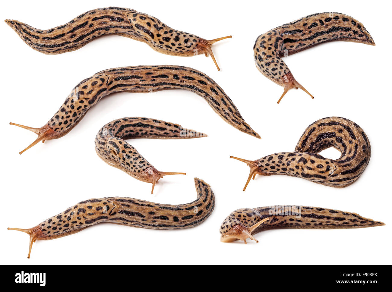 Set of spotted slugs isolated on white background Stock Photo - Alamy