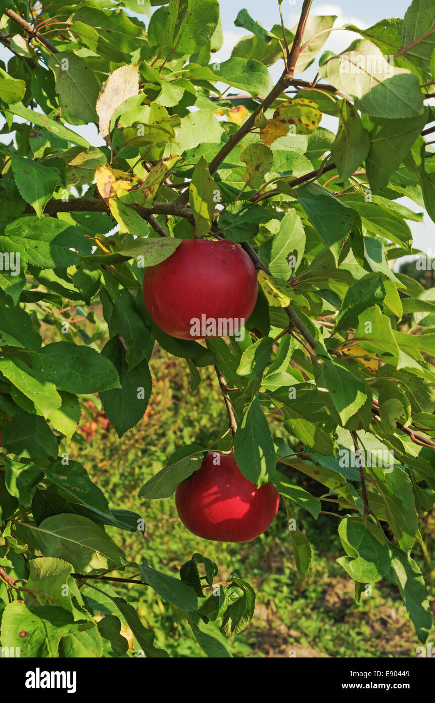 Village garden. Red apples Stock Photo - Alamy