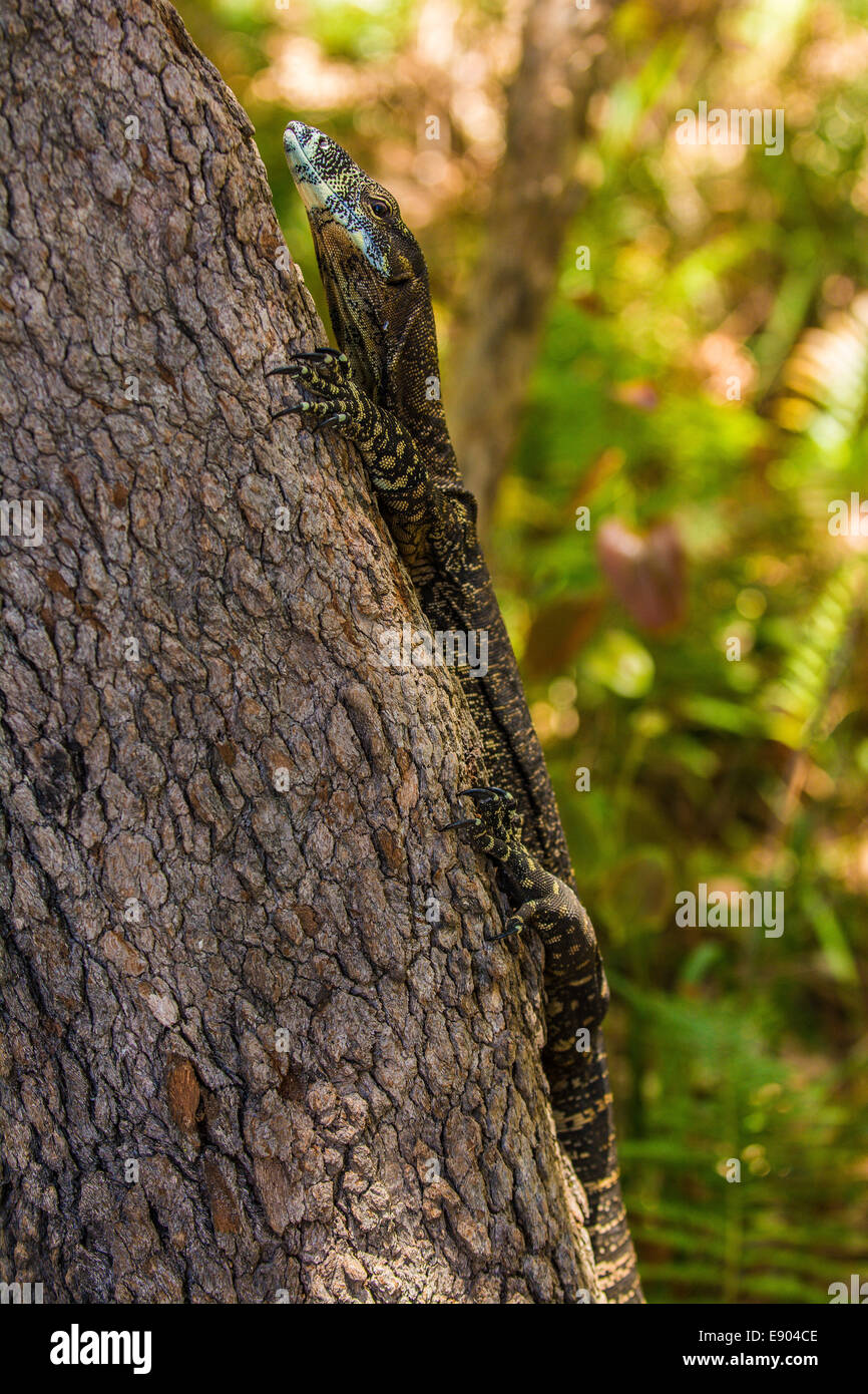 Goanna lizard australia hi-res stock photography and images - Alamy