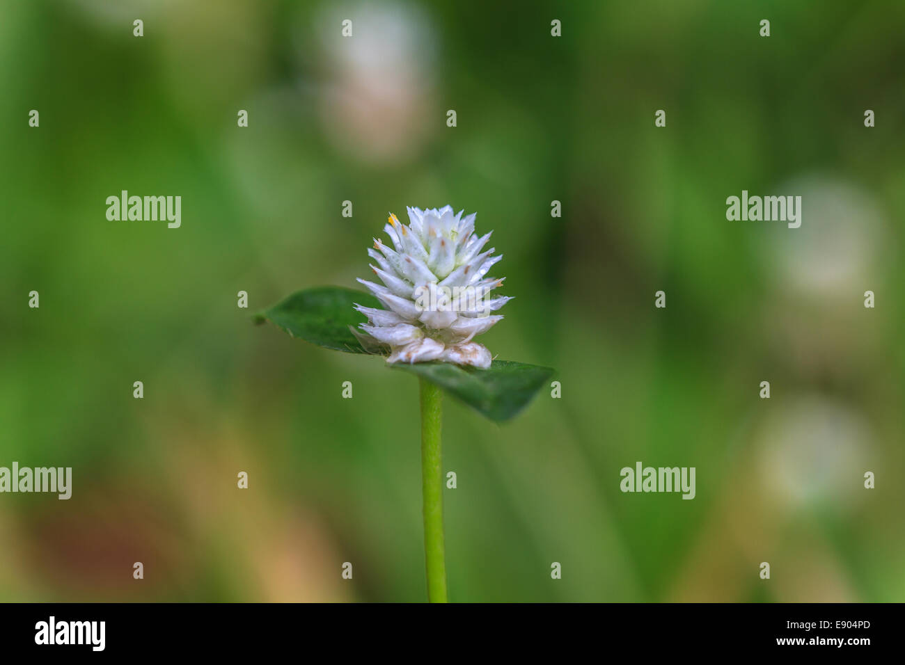 beautiful wild flower in forest, nature background Stock Photo - Alamy